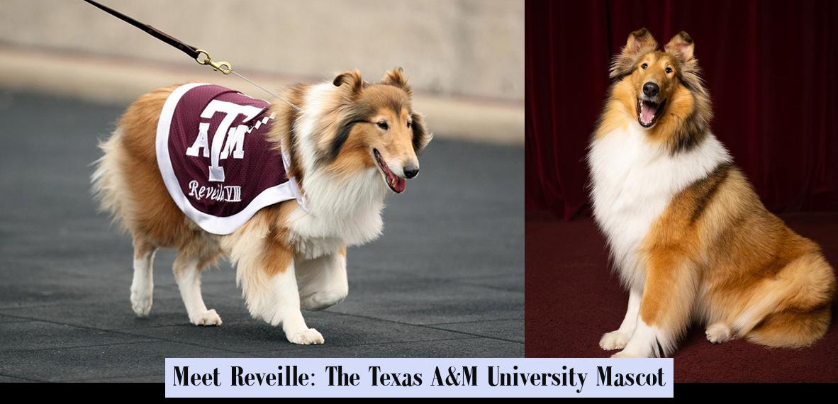Meet Reveille: The Texas A&M University Mascot - JobLoving | Ultimate ...